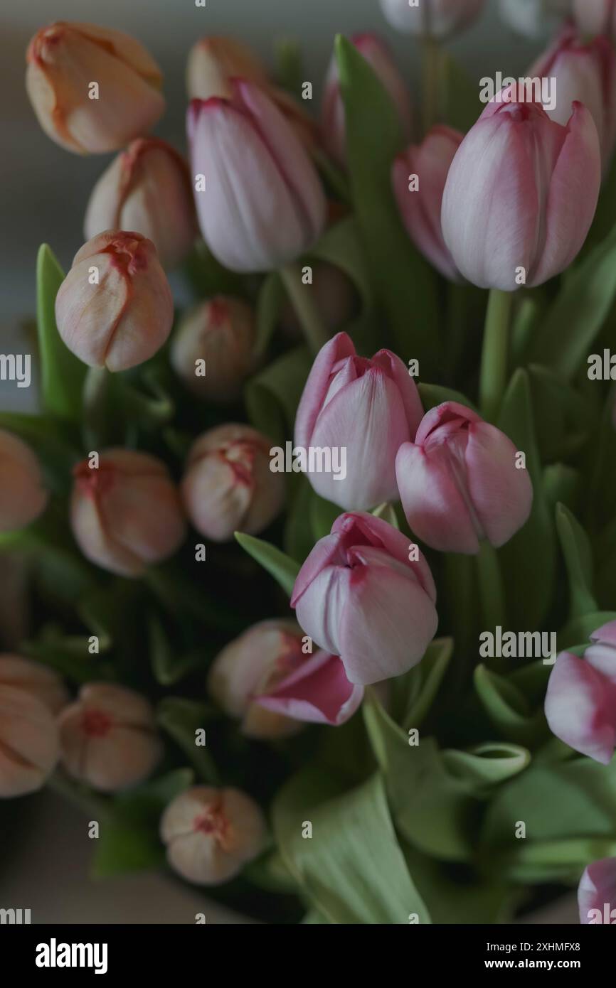 Spring Peach and Pink Tulips Ready to Open Stock Photo - Alamy