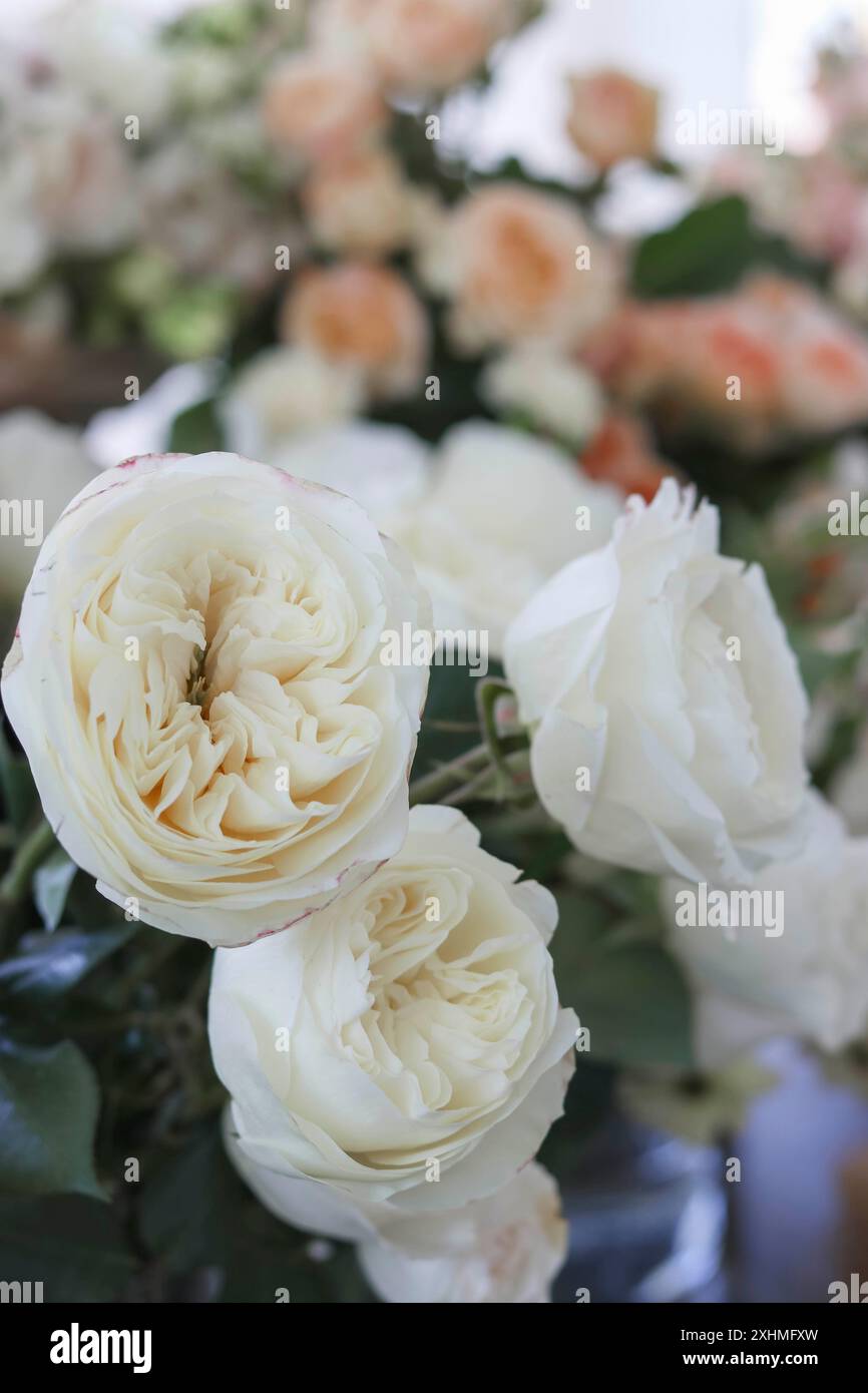 Creamy White Garden Rose Opening Stock Photo - Alamy