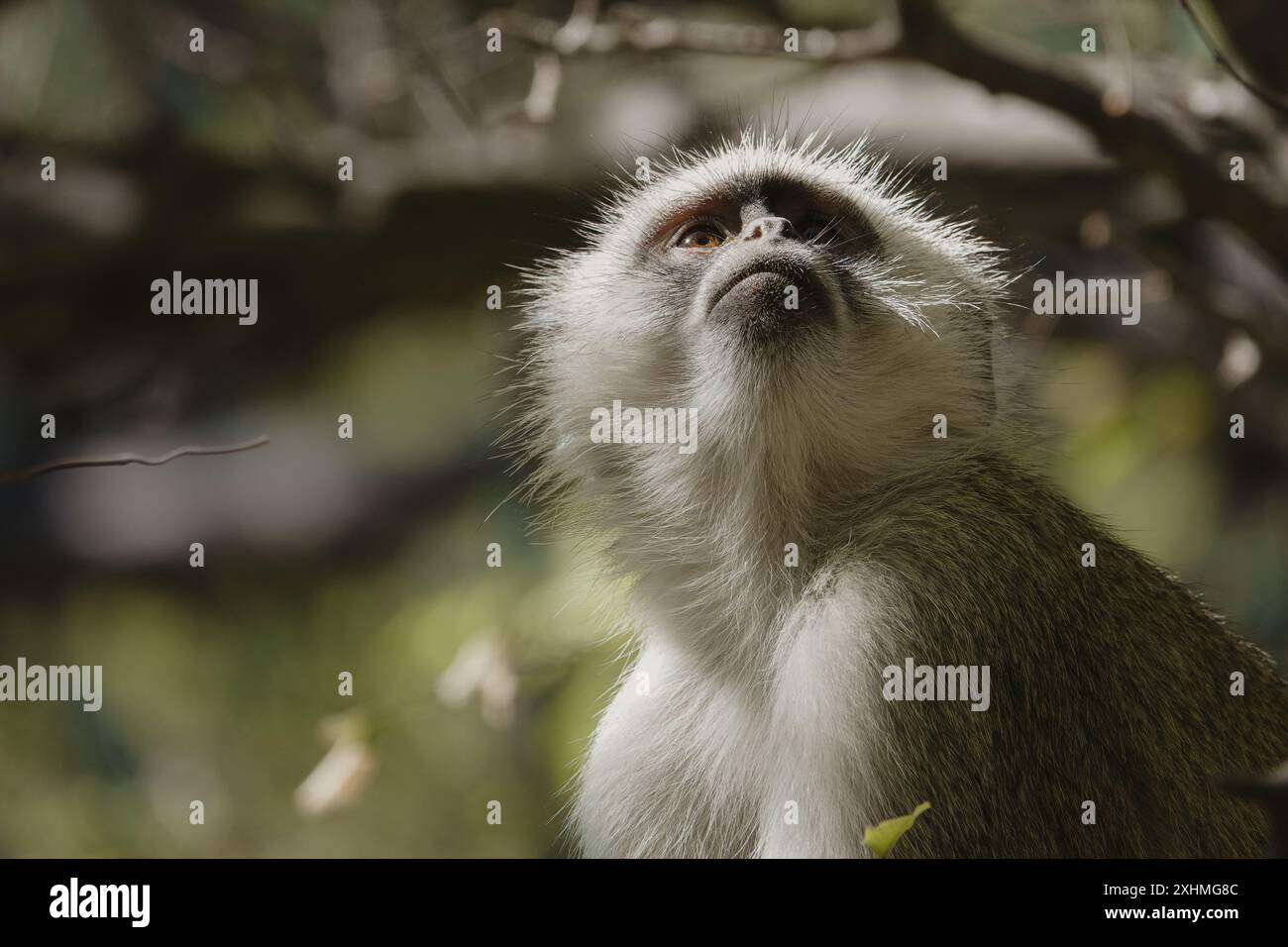 Curious Monkey Amidst Lush Greenery Stock Photo - Alamy