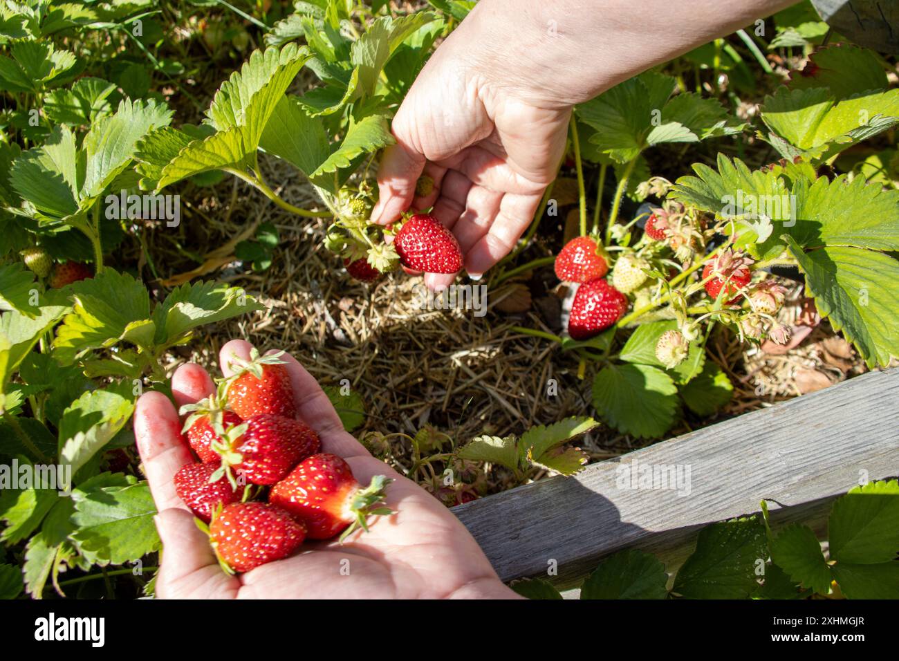 Strawberry harvest in hands garden hi-res stock photography and images ...