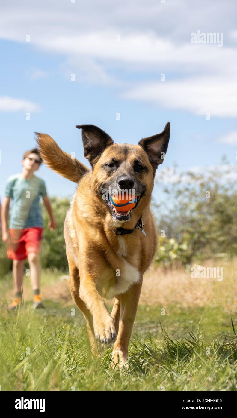 Dog running with an orange ball in its mouth, boy following behind ...