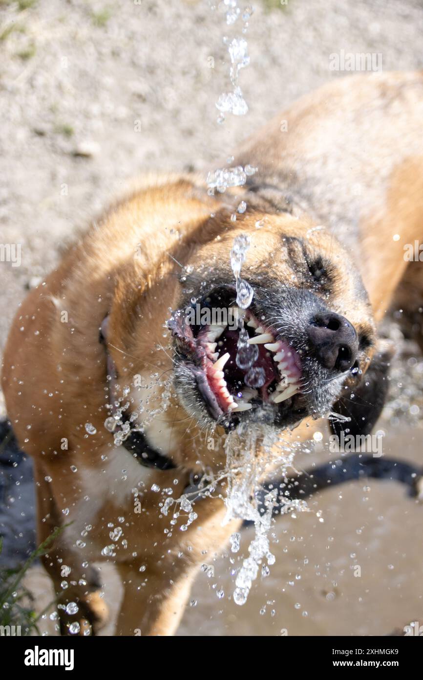 Dog playing with water, biting at splashing droplets Stock Photo - Alamy
