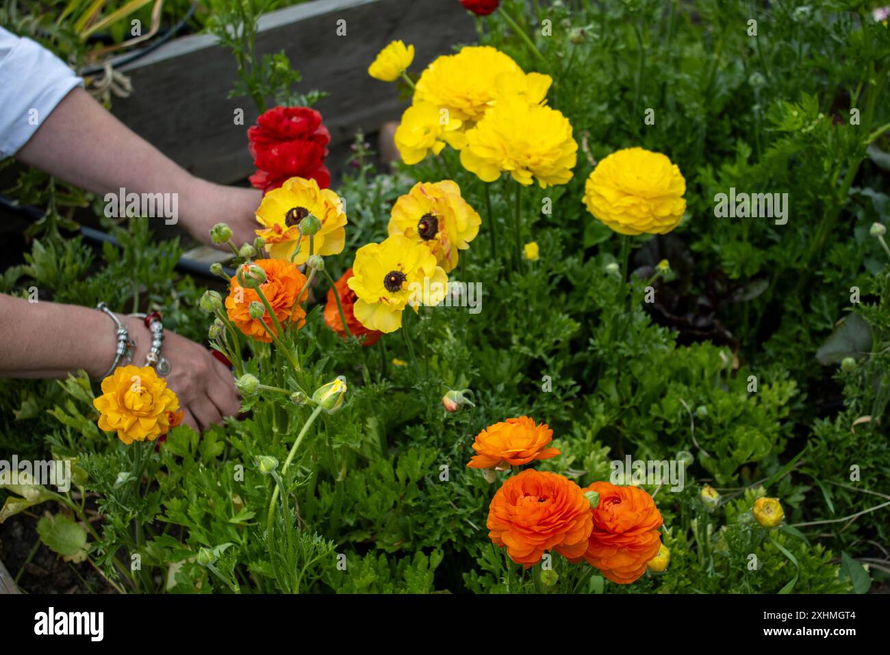 Red flowers in a british garden hi-res stock photography and images - Alamy