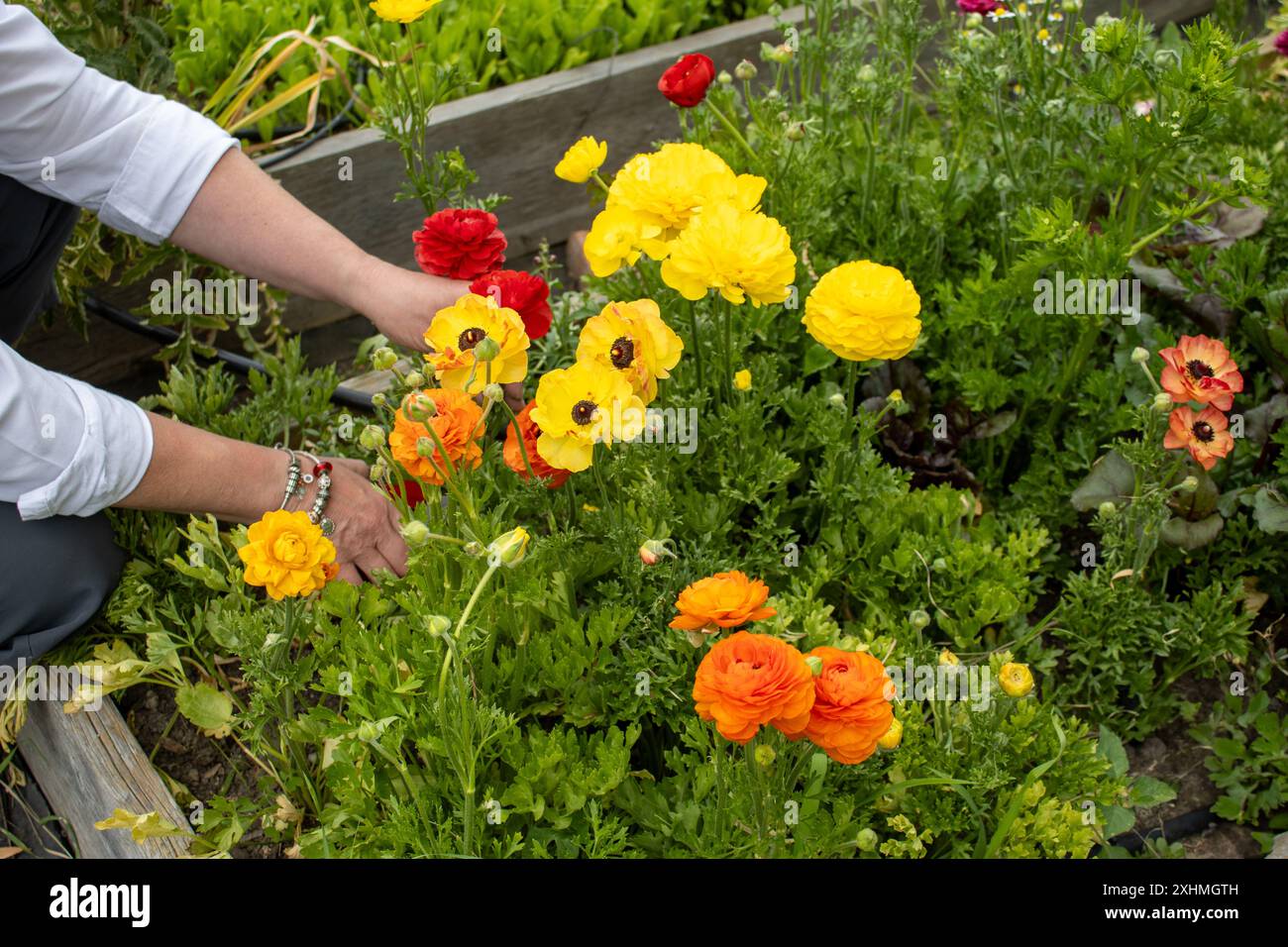 Hands tending to colorful flowers in a lush garden bed Stock Photo - Alamy