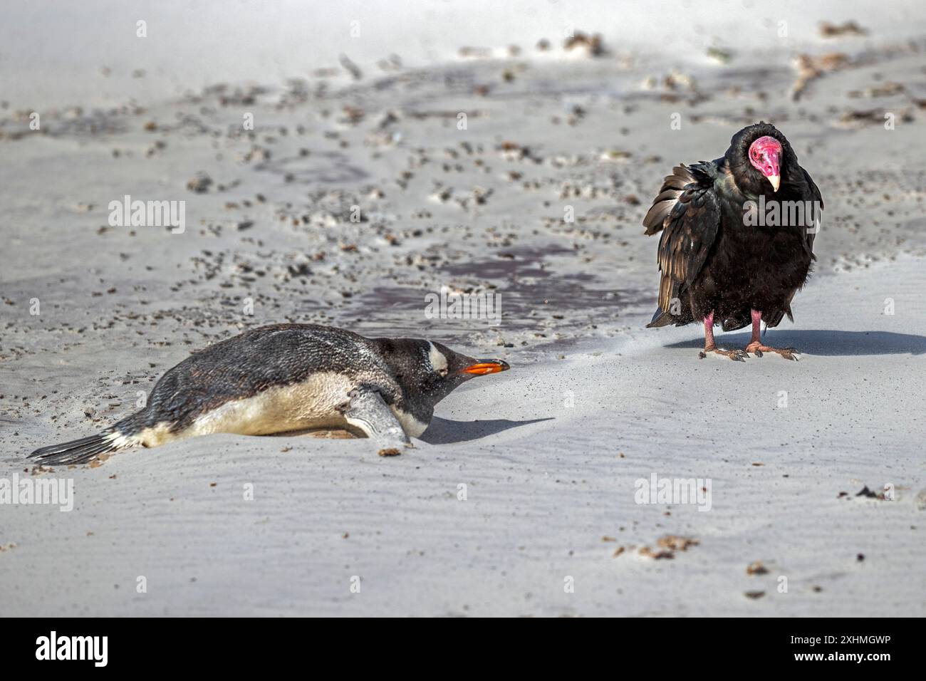 Turkey vulture watches a dying penguin, Saunders Island, Falkland ...