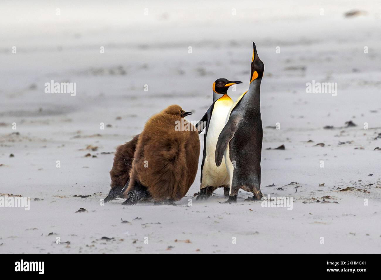 King Penguins with baby chicks, Saunders Island, Falkland Islands ...