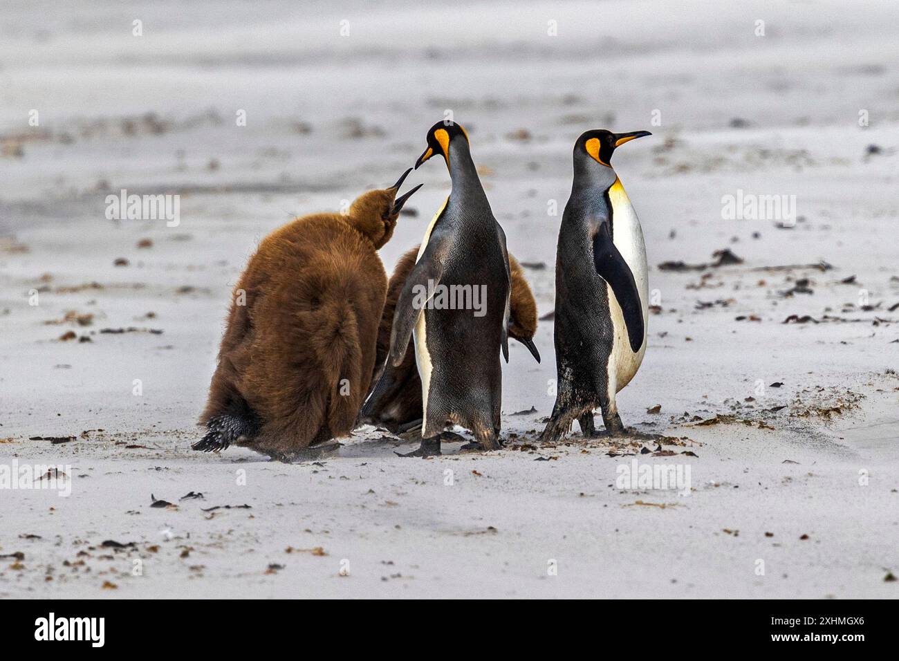 Woolly penguins hi-res stock photography and images - Alamy