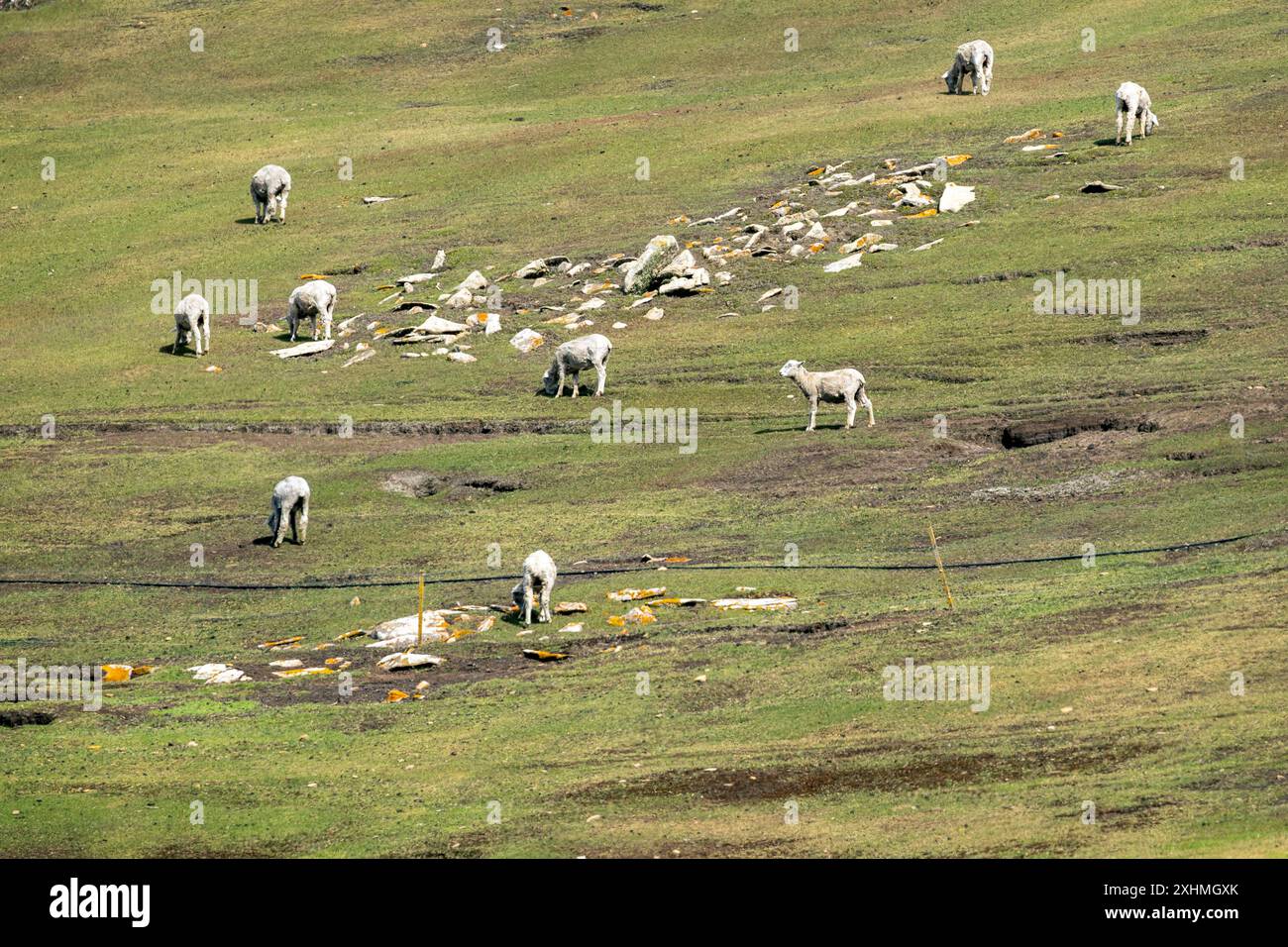 Sheep grazing on Saunders Island, Falkland Islands, Sunday, December 03 ...
