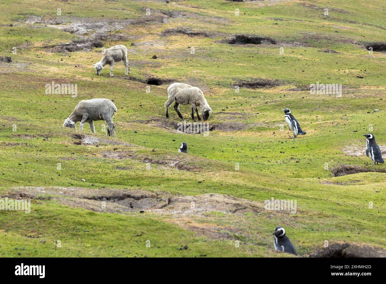 Sheep grazing with penguins, Saunders Island, Falkland Islands, Sunday ...
