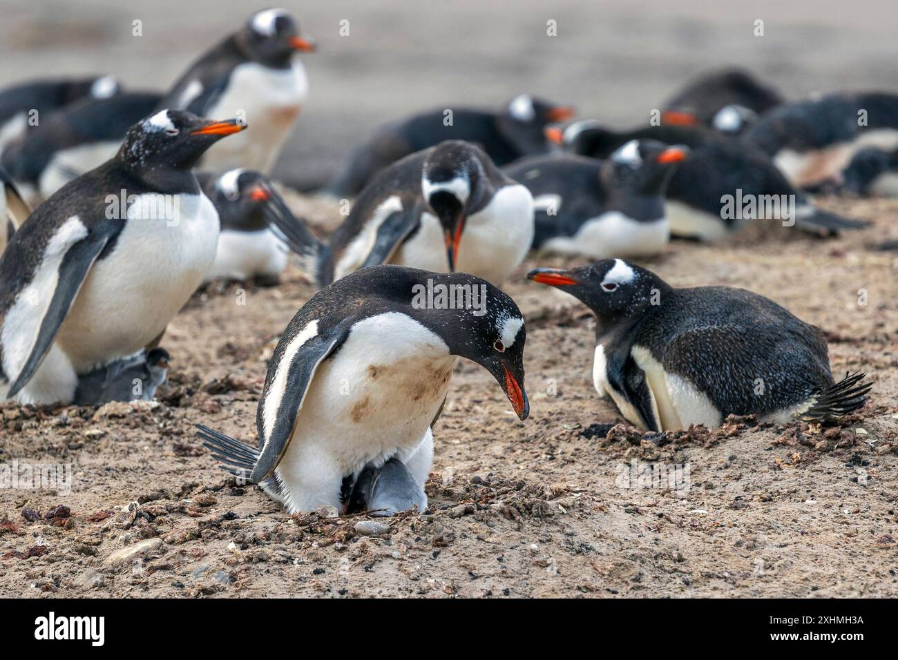 Gentoo penguin with baby chick, Saunders Island, Falkland Islands ...