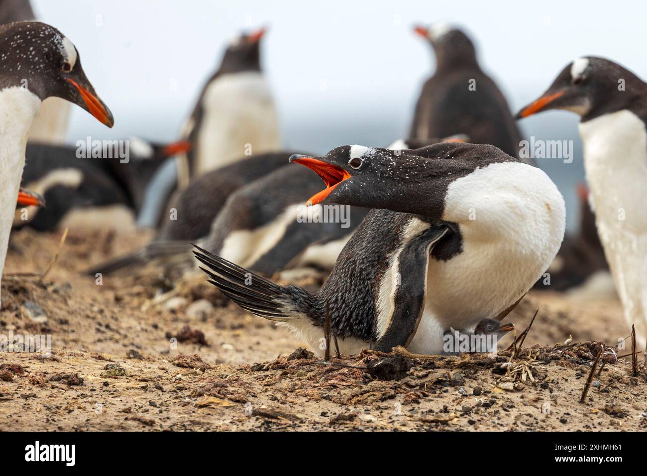 Angry penguins hi-res stock photography and images - Alamy