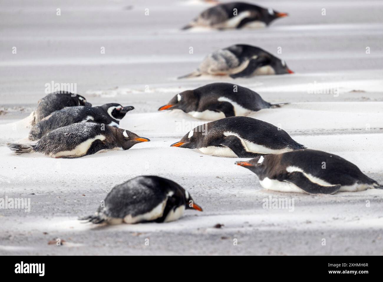 Penguins on the beach, Saunders Island, Falkland Islands, Sunday ...