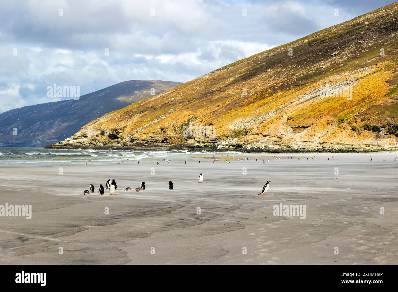 Penguins on the beach, Saunders Island, Falkland Islands, Sunday ...