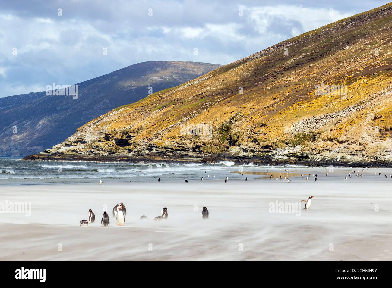 Penguins on the beach, Saunders Island, Falkland Islands, Sunday ...