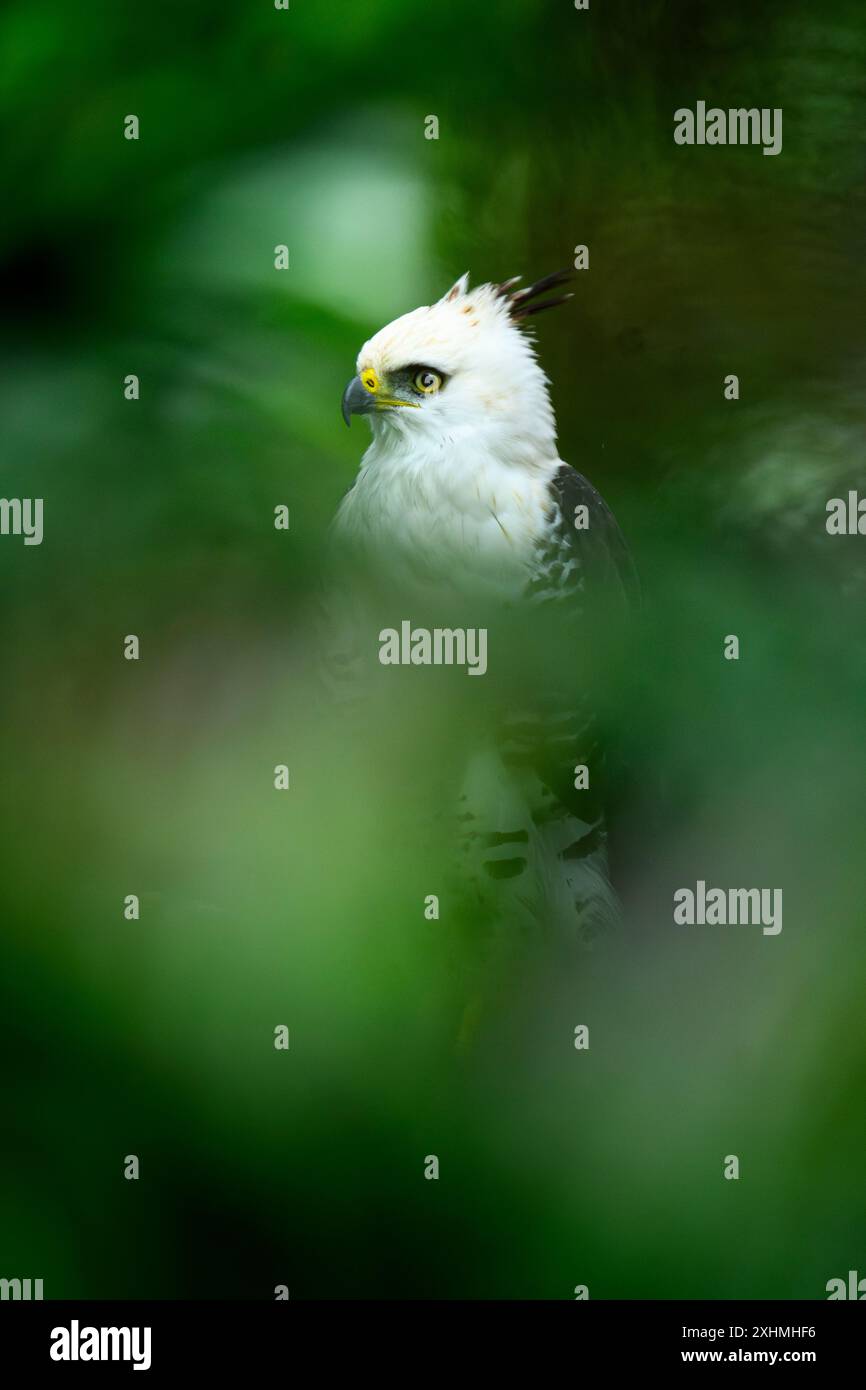 Juvenile Ornate Hawk-Eagle in dense ethereal foliage, Panama Stock ...