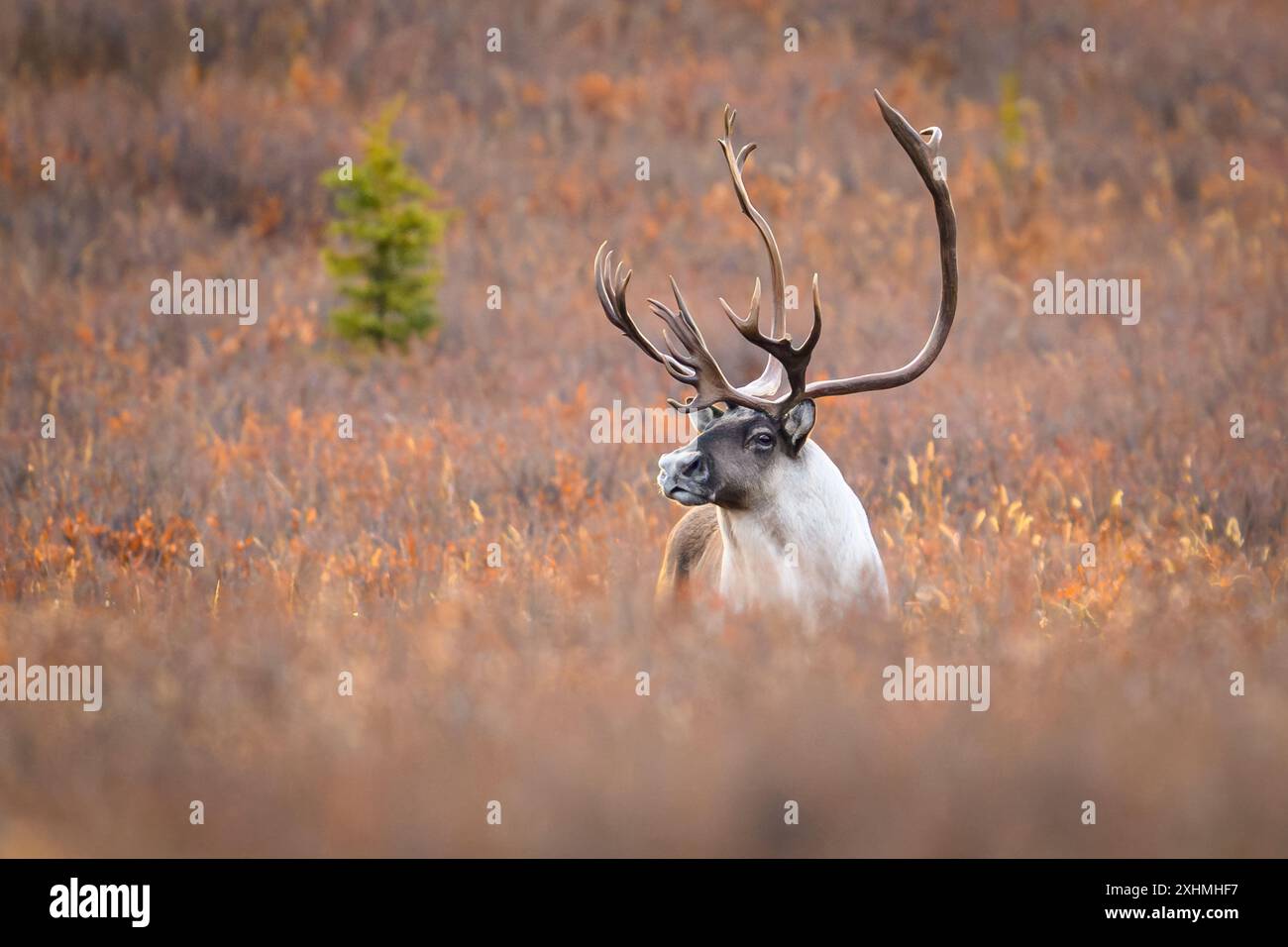 Large bull caribou in fall colors and tundra, Denali National Park ...