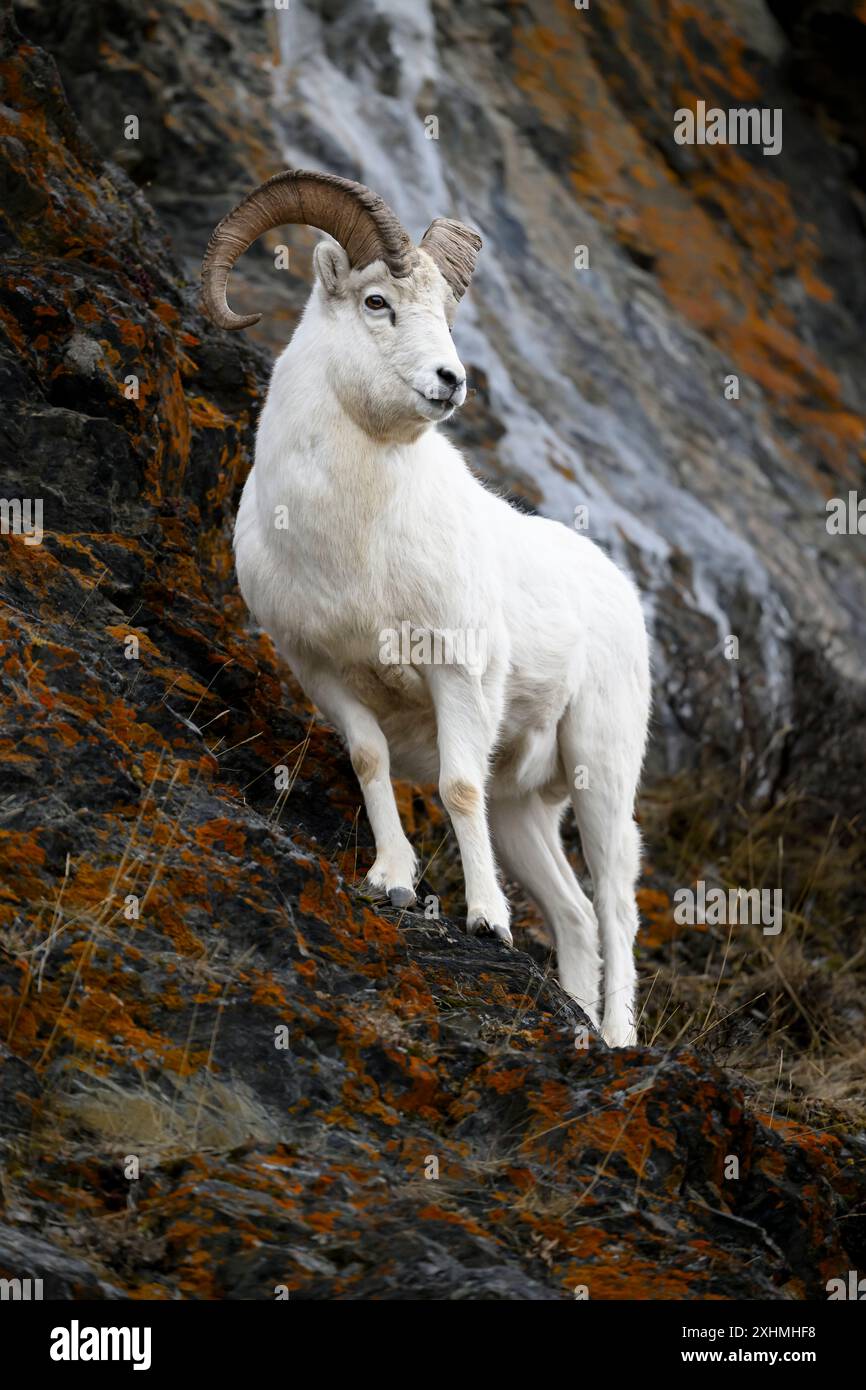 Adult Dall Sheep Ram on Cliff in Alaska Stock Photo - Alamy