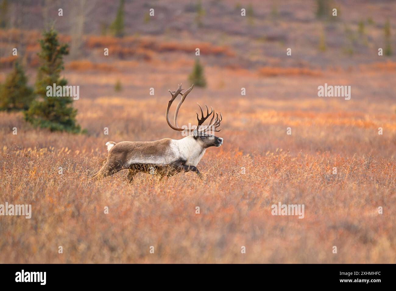 Large Bull Caribou Running through Tundra in Denali National Park Stock ...
