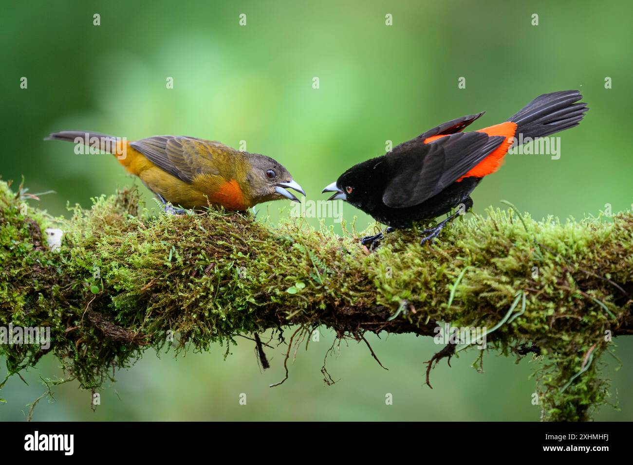 Scarlet-Rumped Tanagers displaying in Panama Stock Photo - Alamy