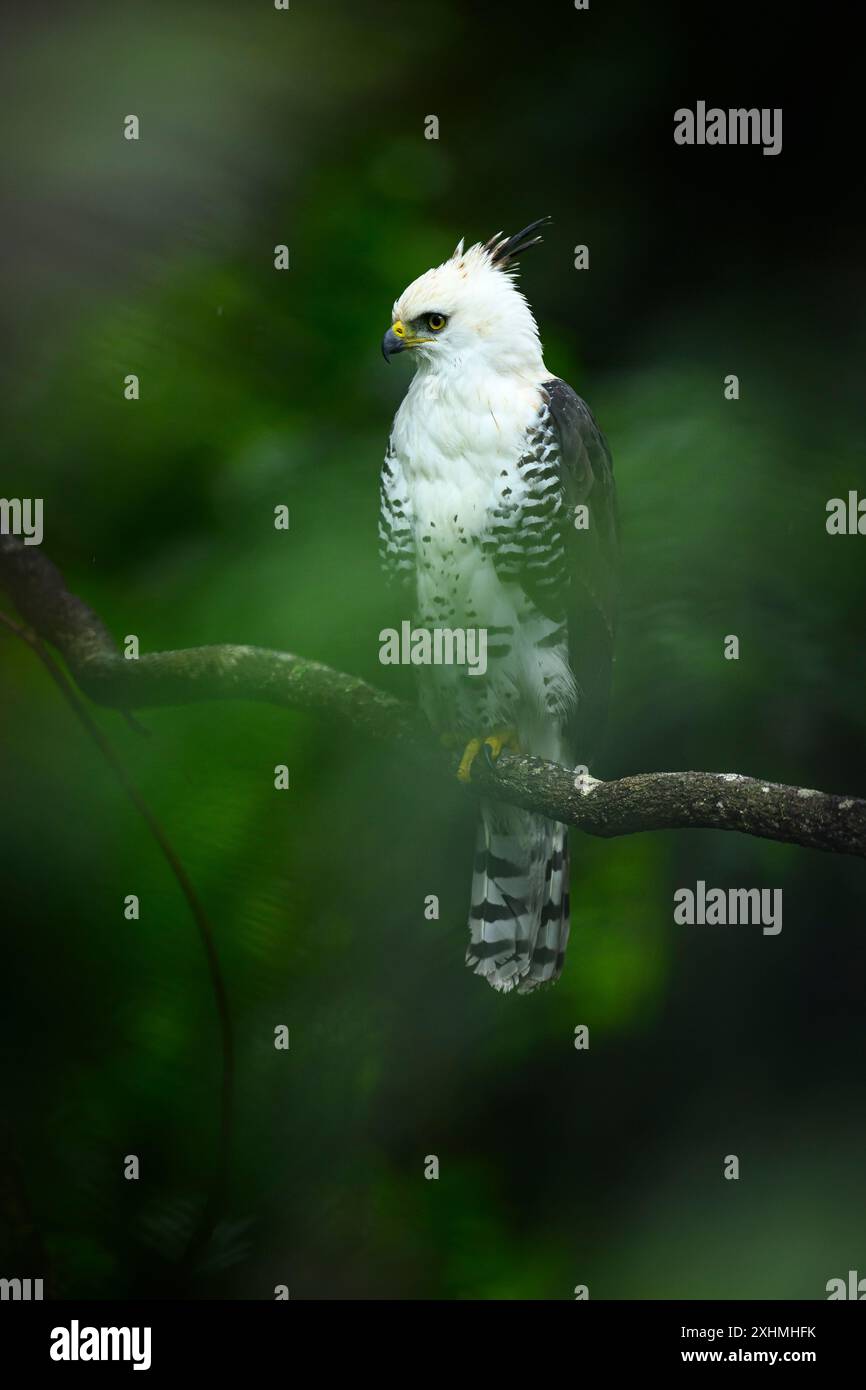 Ornate Hawk-Eagle in the forest of Panama Stock Photo - Alamy