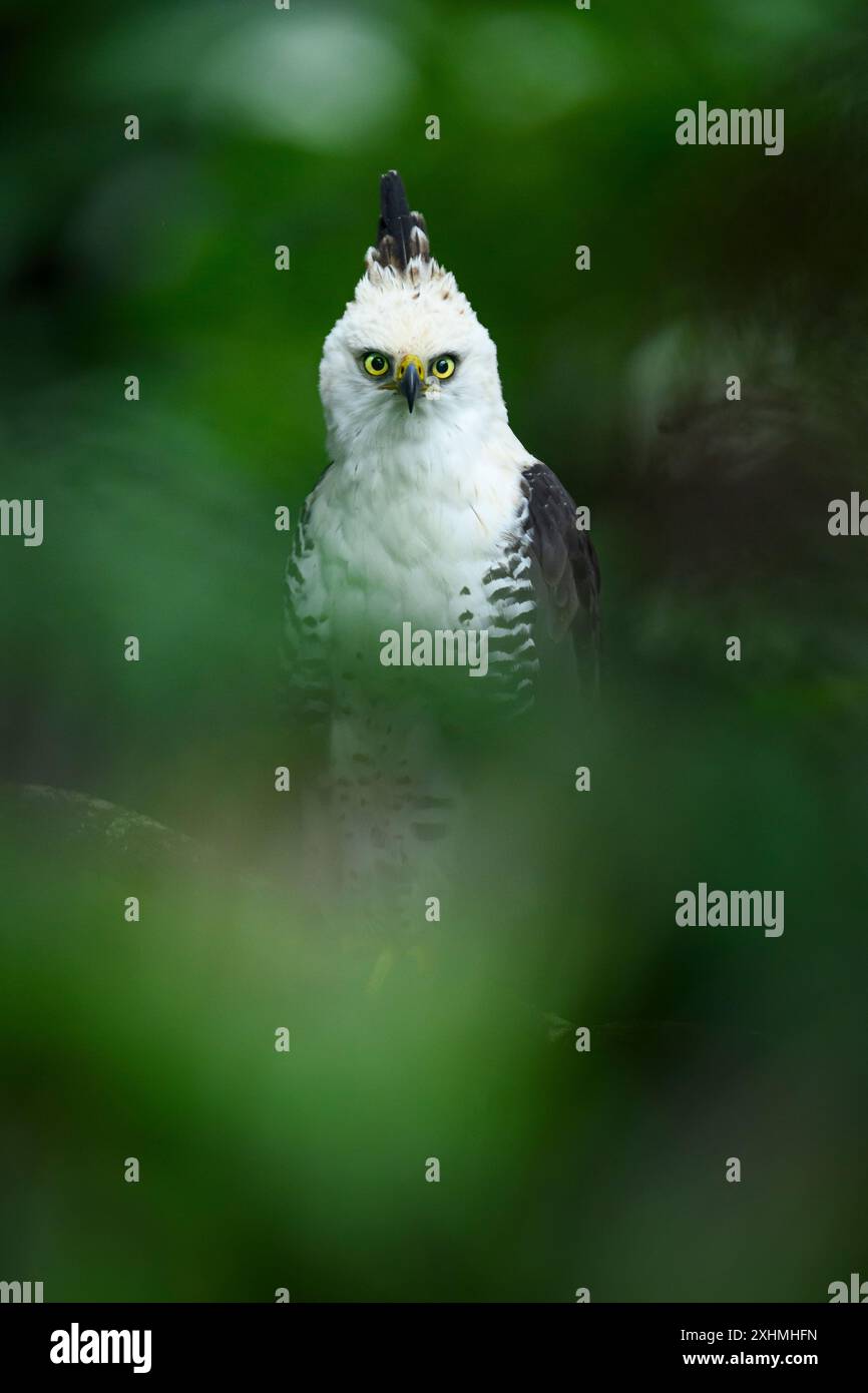 Ornate Hawk-Eagle in the Cloud Forest of Panama Stock Photo - Alamy