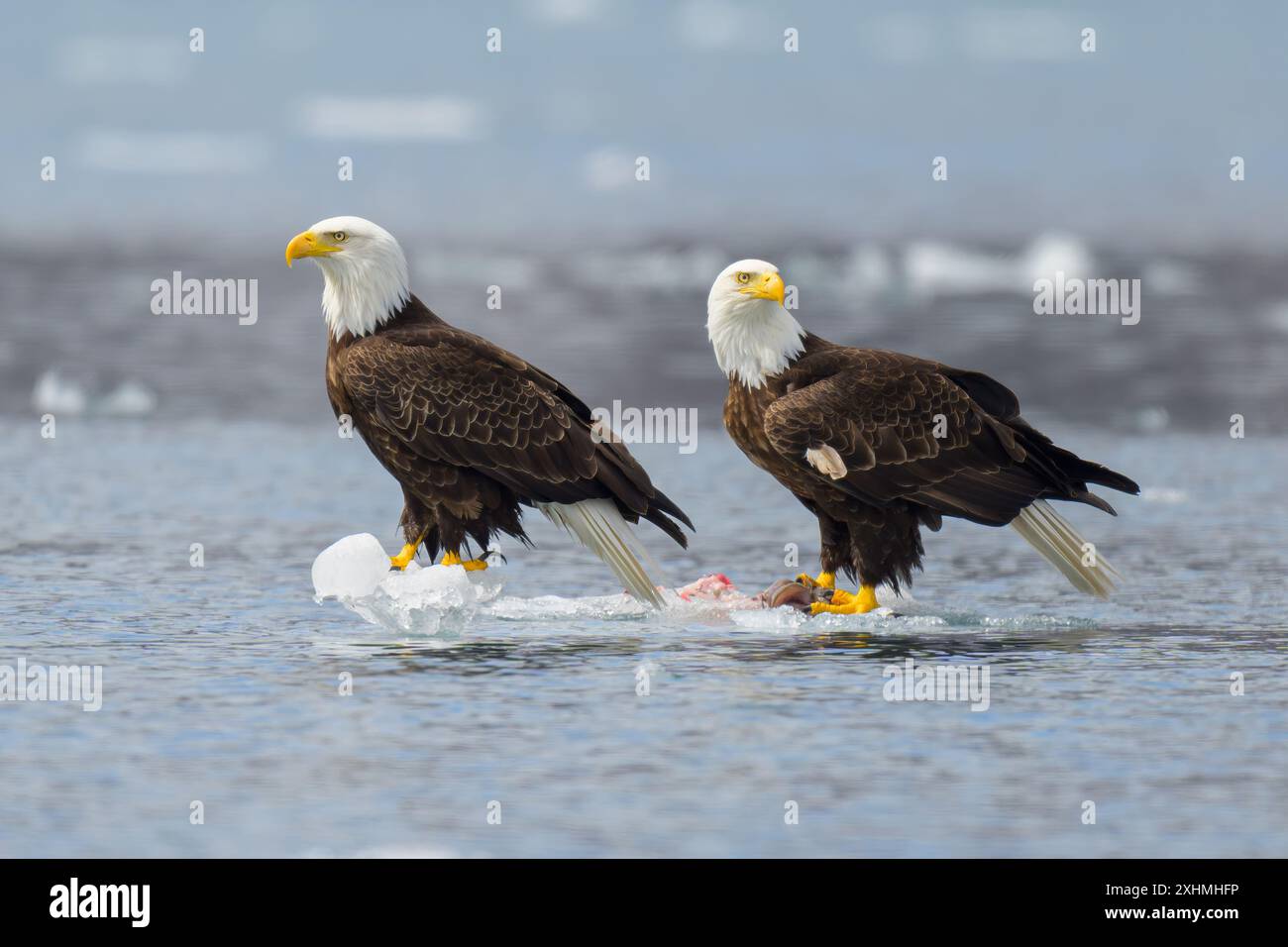 Two Bald Eagles floating on ice in Alaska Stock Photo - Alamy