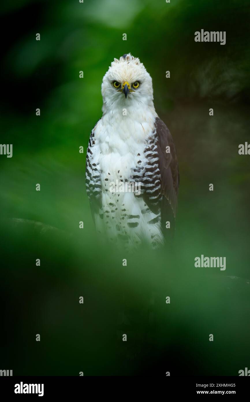 Ornate Hawk-Eagle in cloud forest of Panama Stock Photo - Alamy