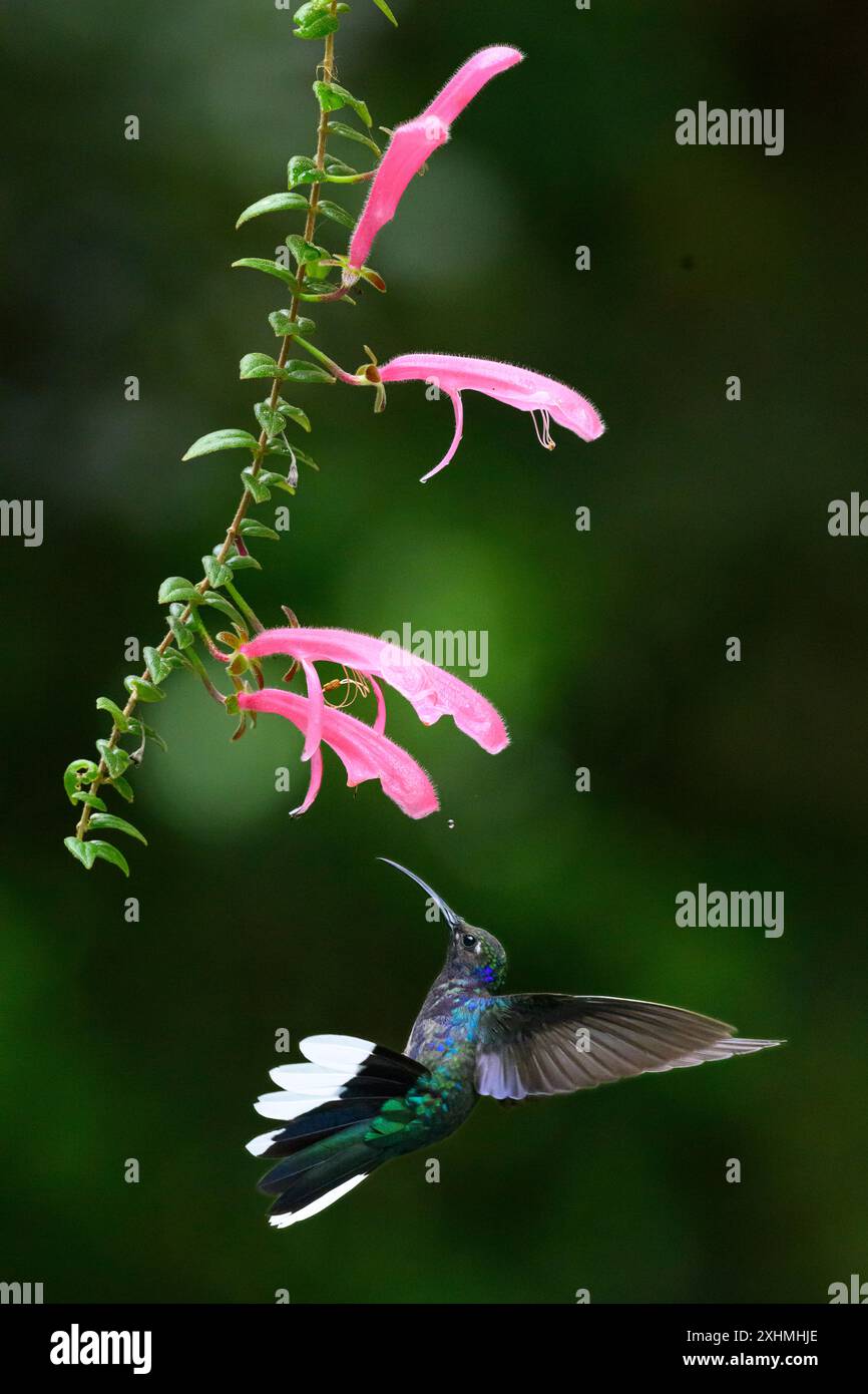 Violet Sabrewing Hummingbird feeding from flowers in Cloud Forest Stock ...