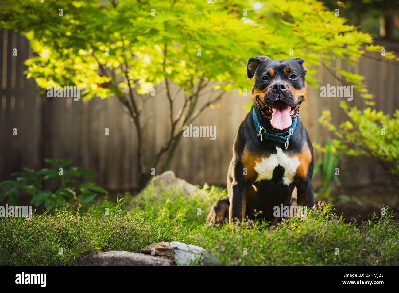 Mixed breed boxer dog sitting under the shade of a tree Stock Photo - Alamy