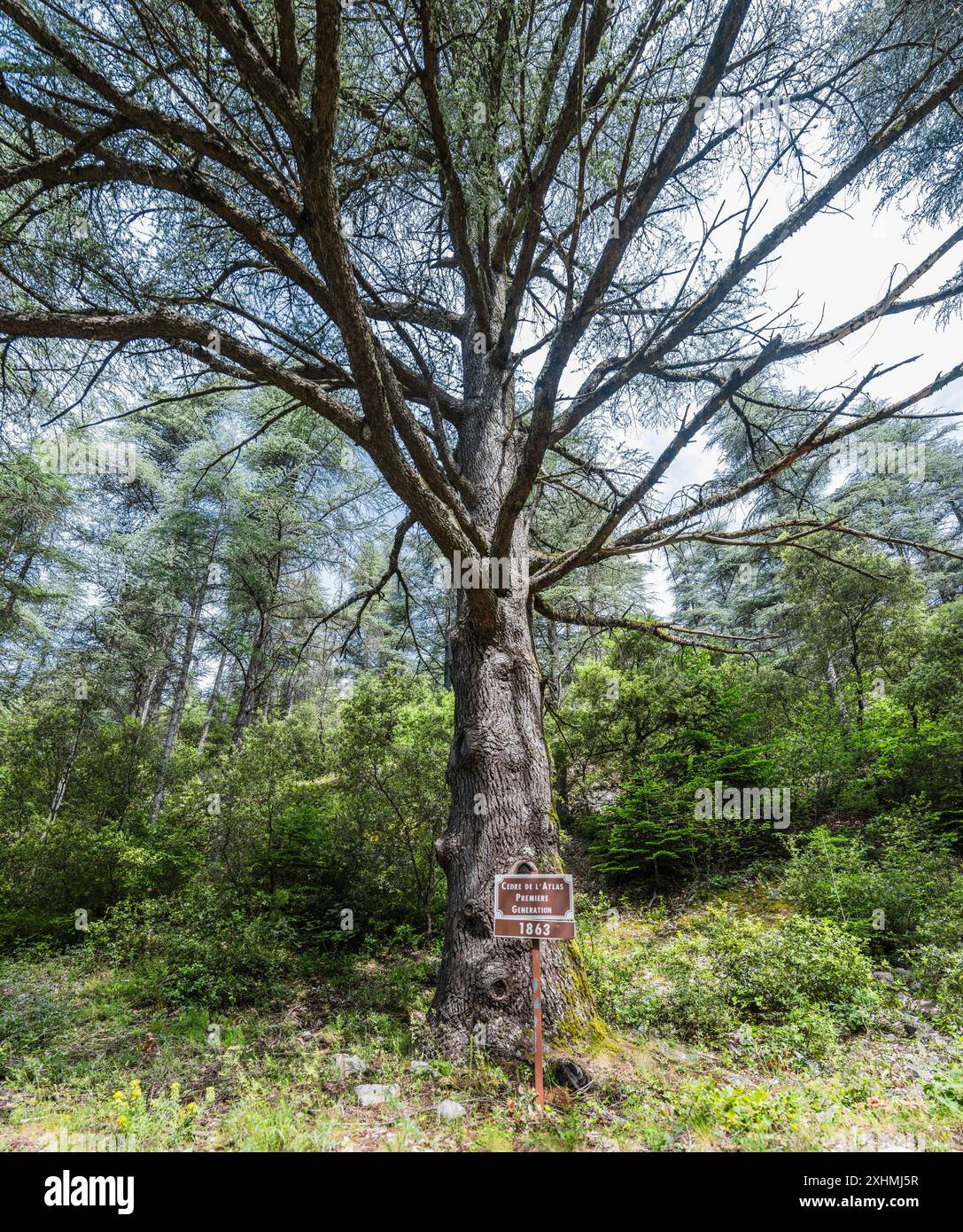 Atlas Cedar, first generation planting in 1863 on the wooded slopes of ...