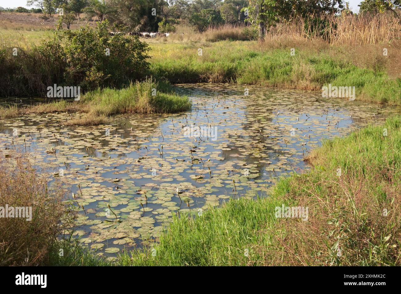 Fish Farm Pond, Kaduna State, Nigeria - Pond in which catfish are ...
