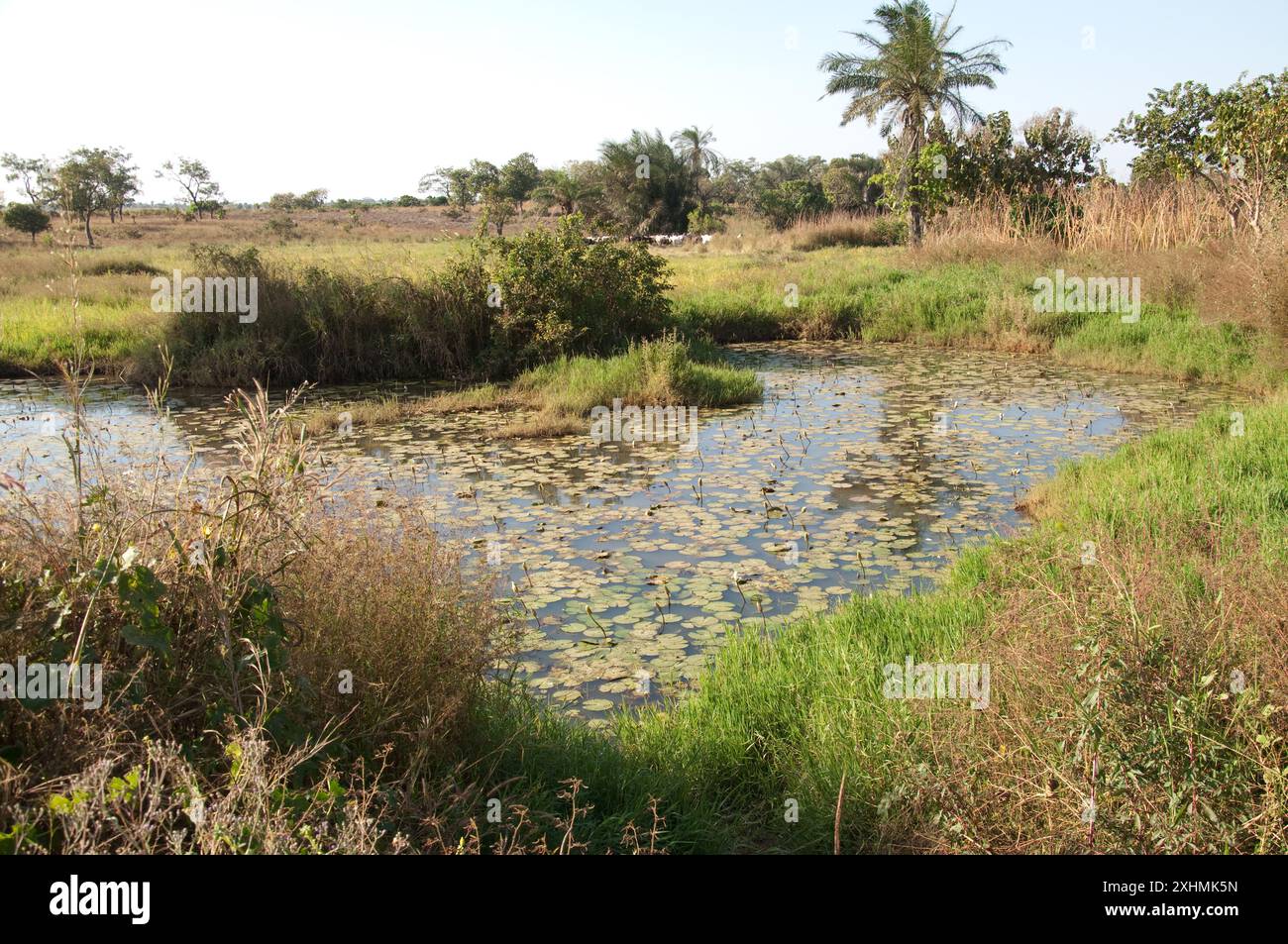 Fish Farm Pond, Kaduna State, Nigeria - Pond in which catfish are ...