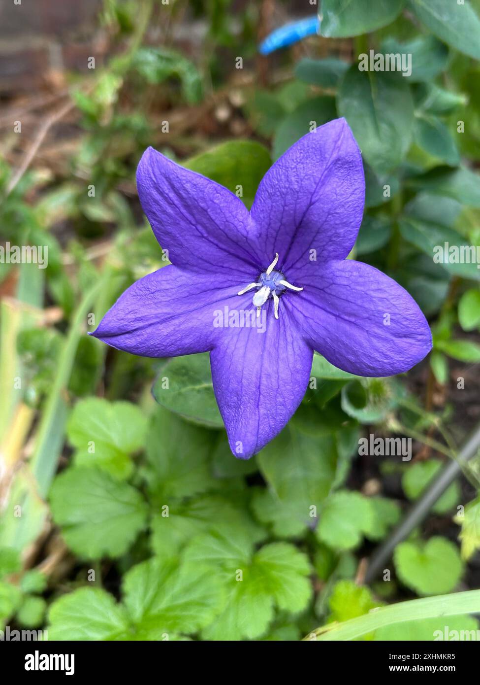 Platycodon grandiflorus is a species of herbaceous flowering perennial ...