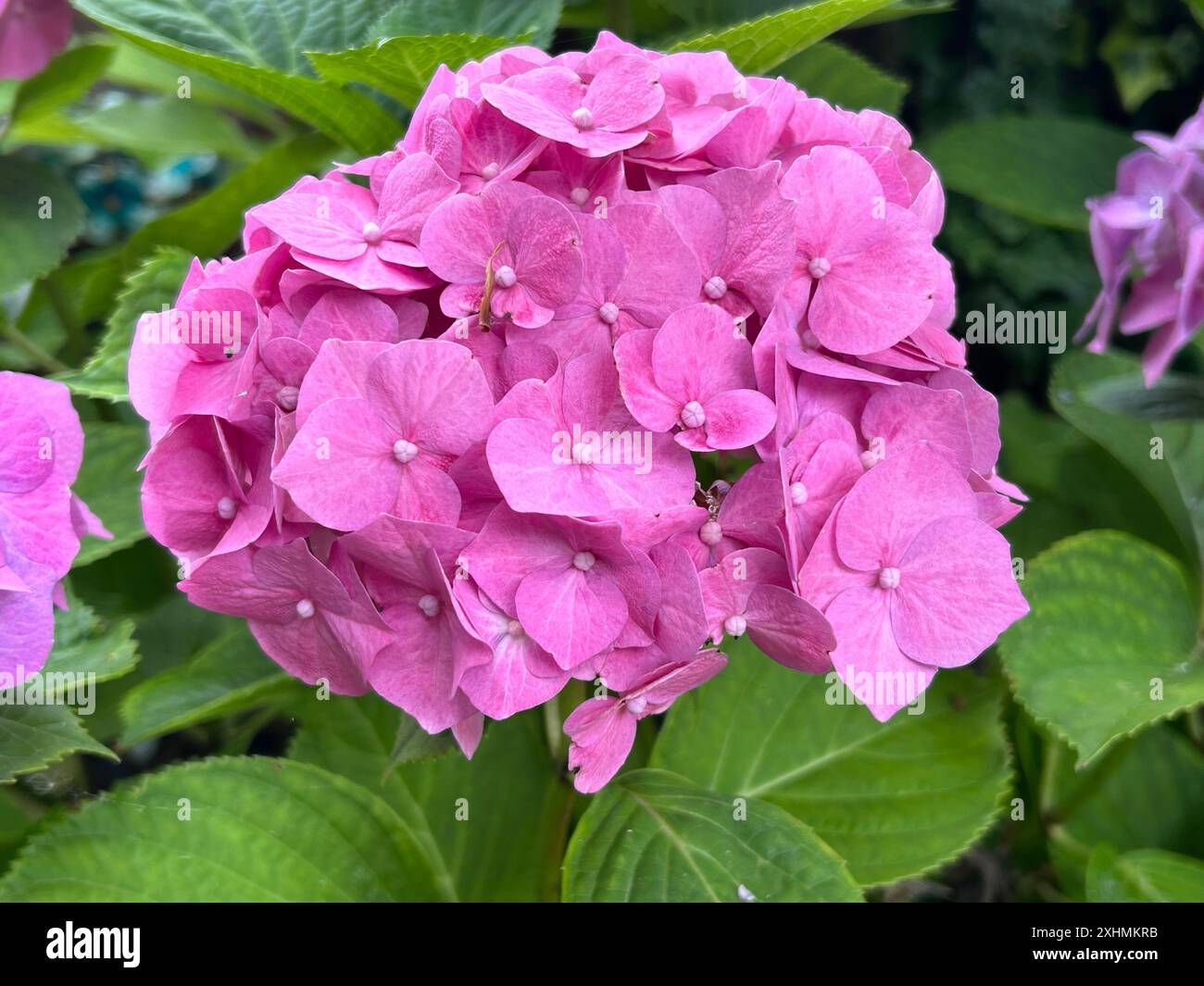 Hydrangea, commonly named the hortensia, is a genus of more than 70 ...
