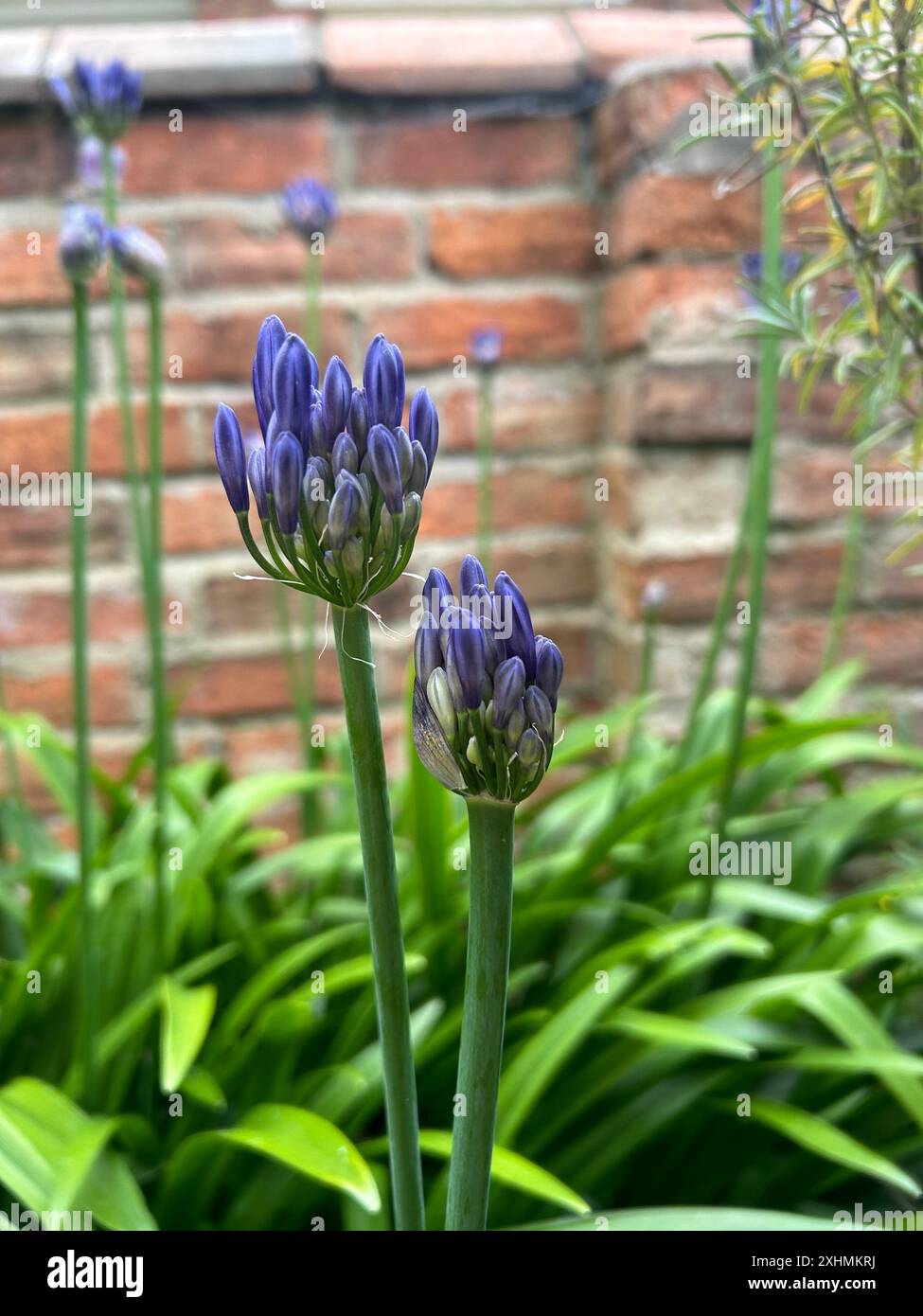 Agapanthus africanus, or the African lily, is a flowering plant from ...