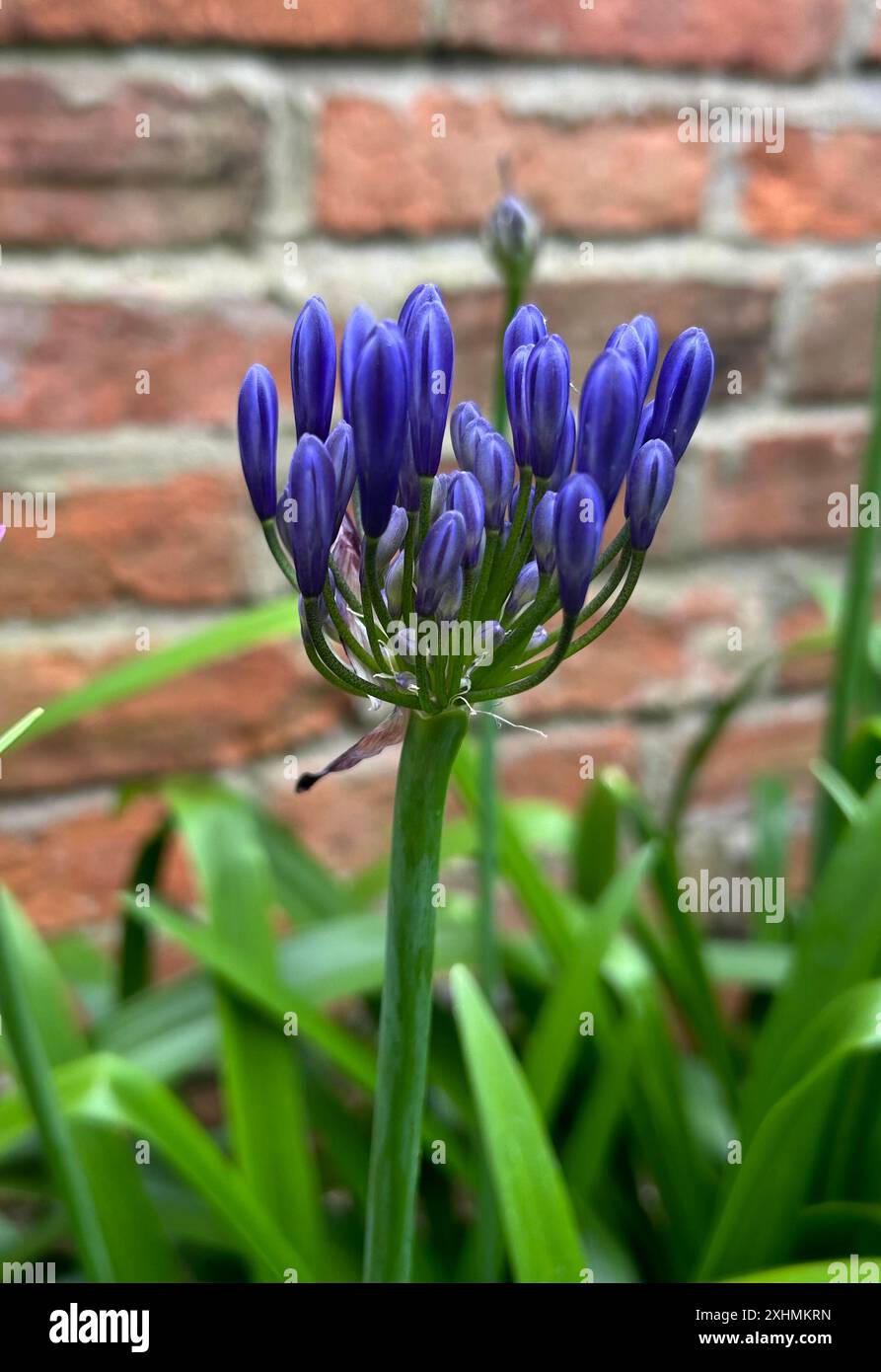 Agapanthus africanus, or the African lily, is a flowering plant from ...