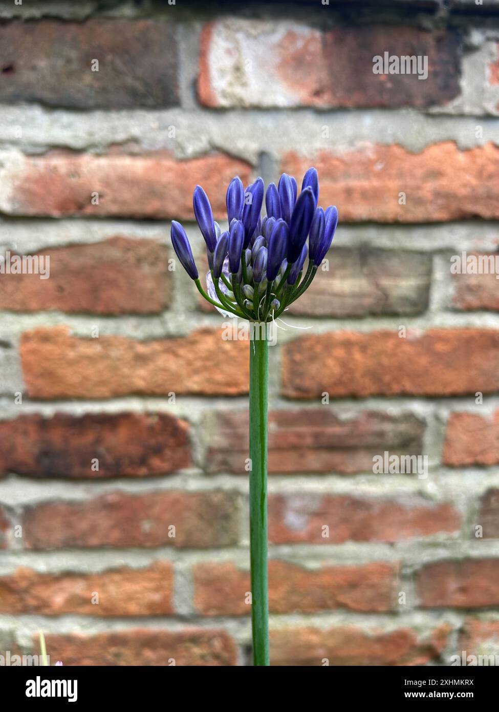 Agapanthus africanus, or the African lily, is a flowering plant from ...