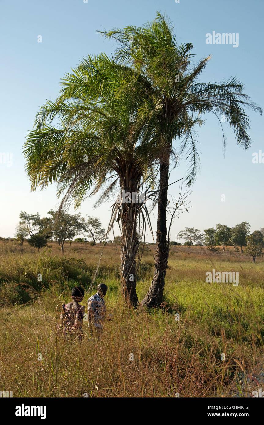 Field with Palm Trees and fish farm, Kaduna State, Nigeria Stock Photo ...