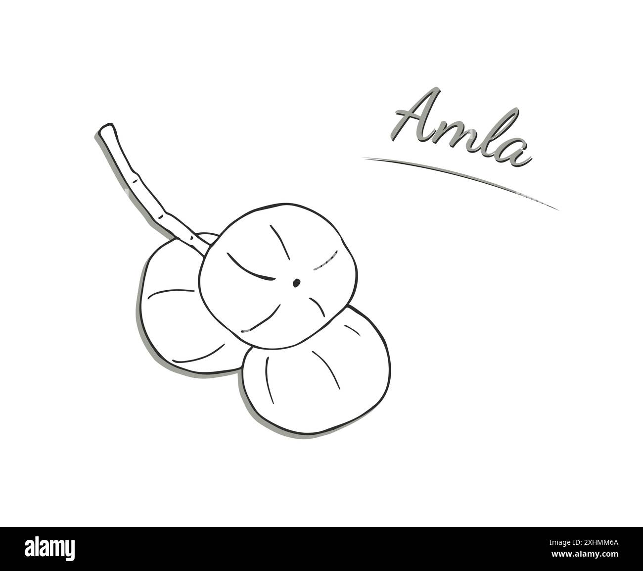 Amla fruits on branch. Hand-drawn illustration isolated on white ...