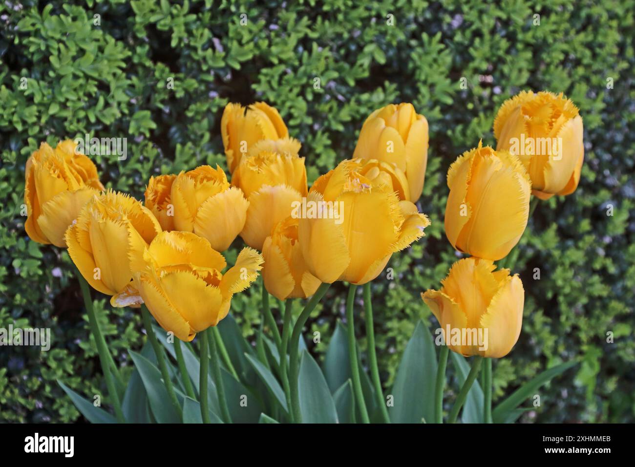 Crystal Star, a fringed type of Tulip Stock Photo - Alamy