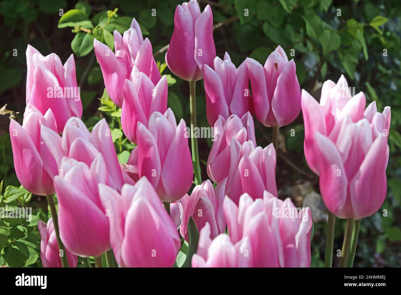 Gabriella hi-res stock photography and images - Alamy