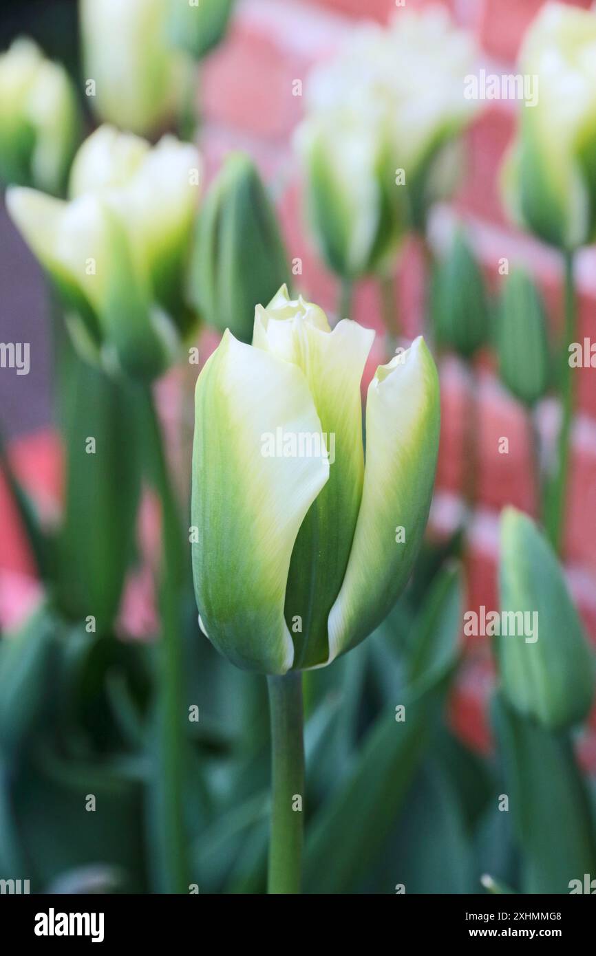 Tulip "Spring Green Stock Photo - Alamy