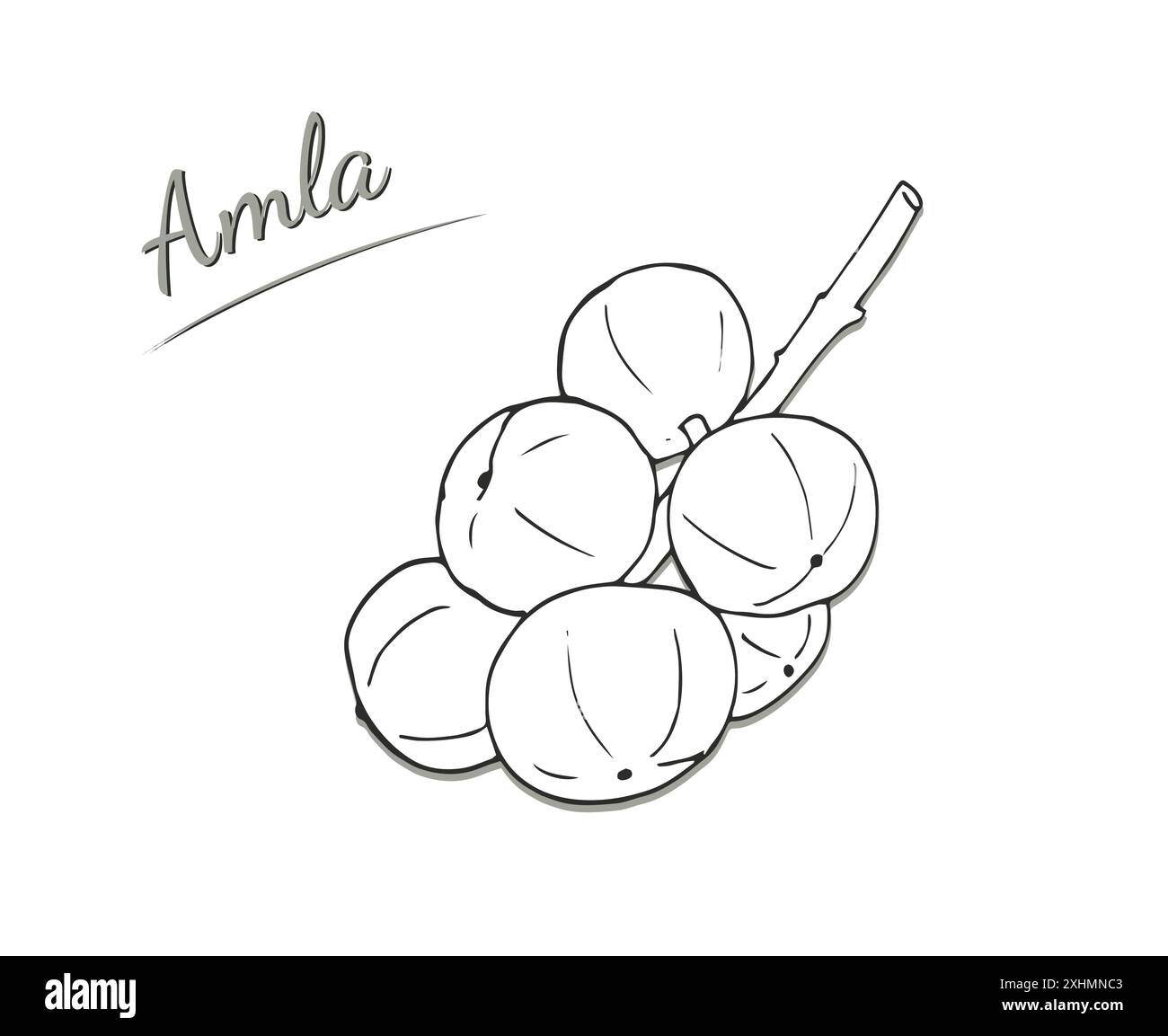 Hand-drawn Amla fruits on a twig. Hand-drawn illustration isolated on ...