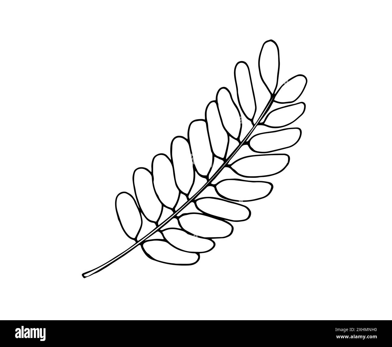 Amla art Black and White Stock Photos & Images - Alamy