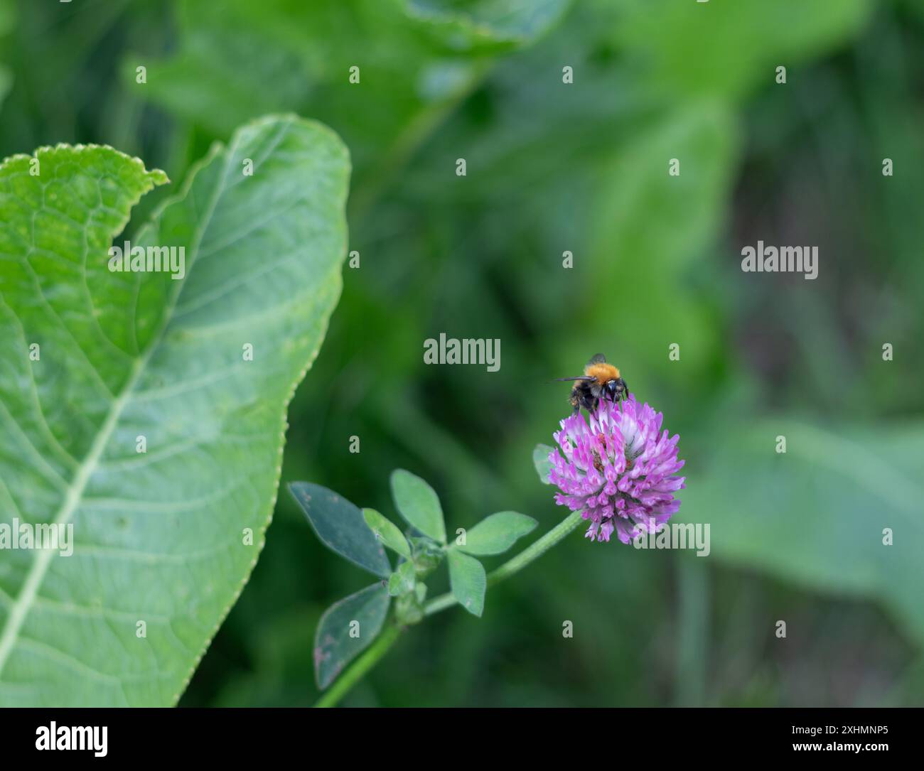 Bumblebee pollinating a purple flower. Beautiful details and a blurry ...