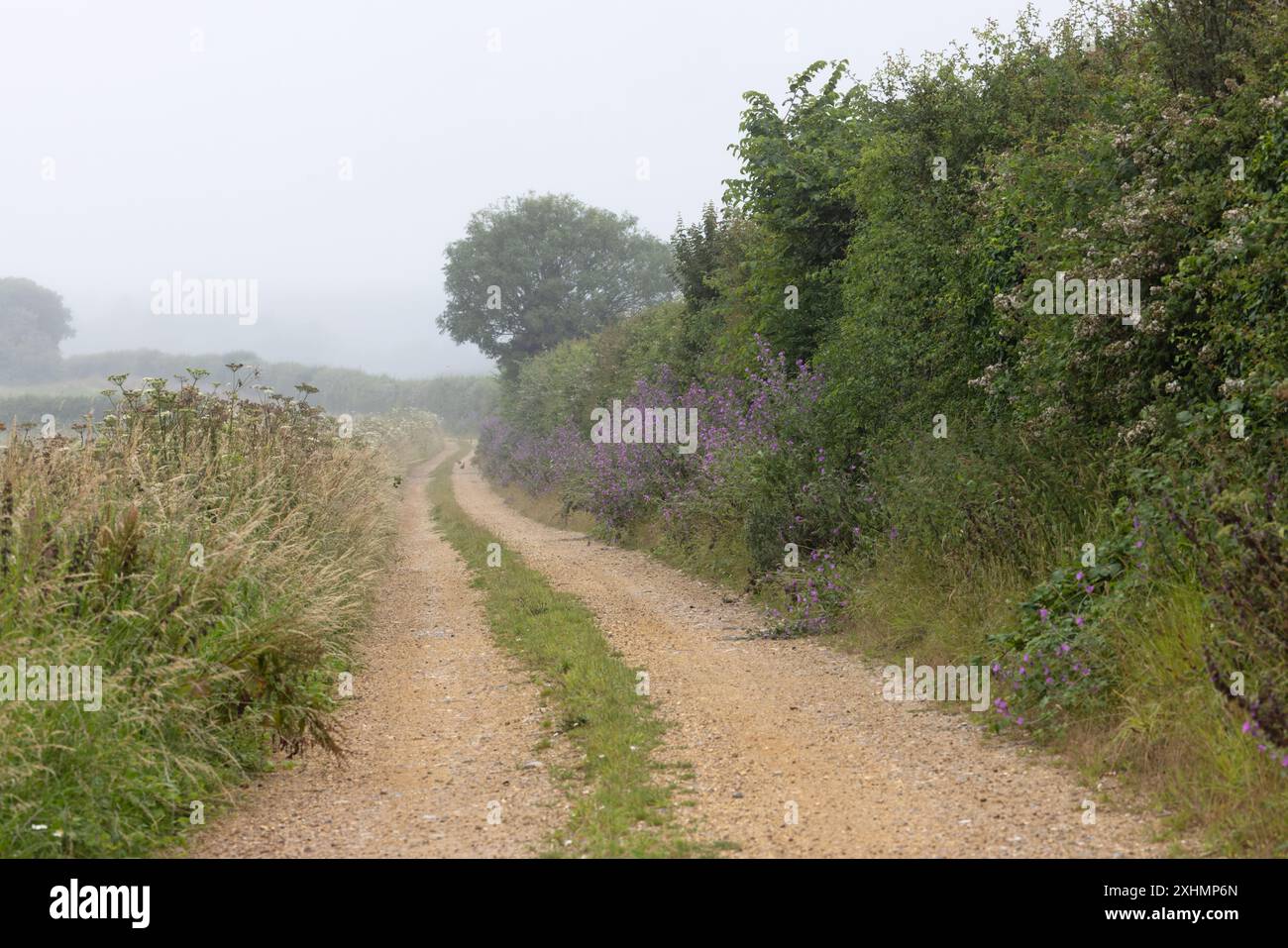 Norfolk countryside Flitcham Common Mallow (Malva sylvestris) in ...