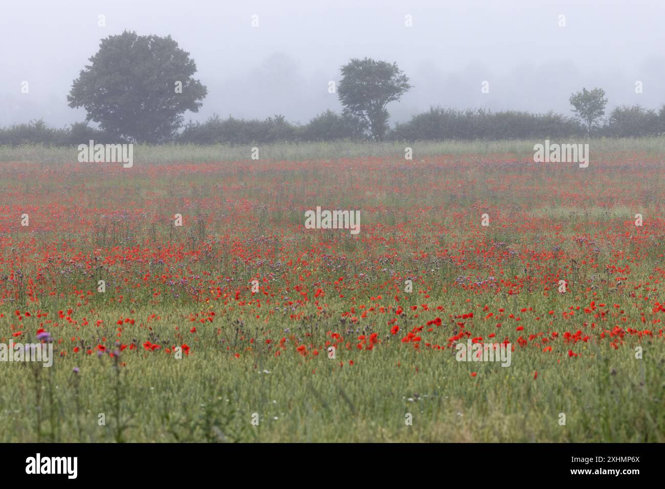 Norfolk countryside Flitcham Common Poppy (Papaver rhoeas) July 2024 ...