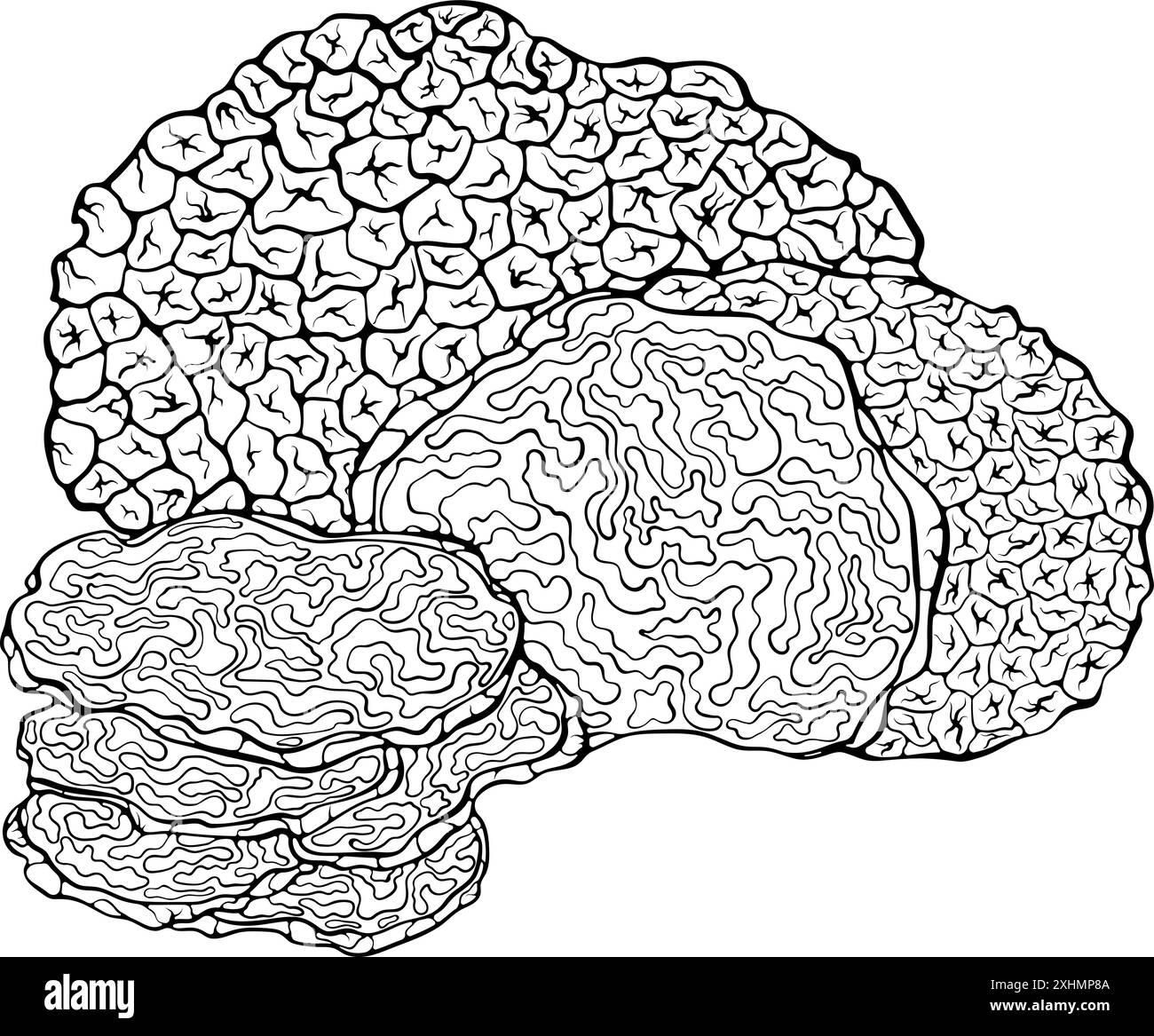 Whole and sliced truffle mushroom line Stock Vector Image & Art - Alamy