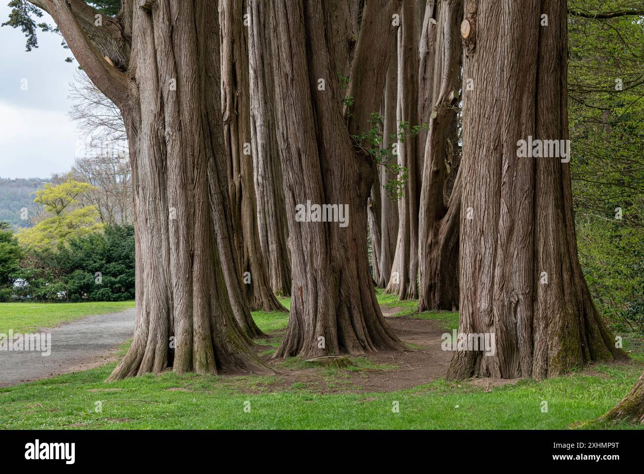 Old Cypress trees with rough textured bark at Plas Newydd, Anglesey ...