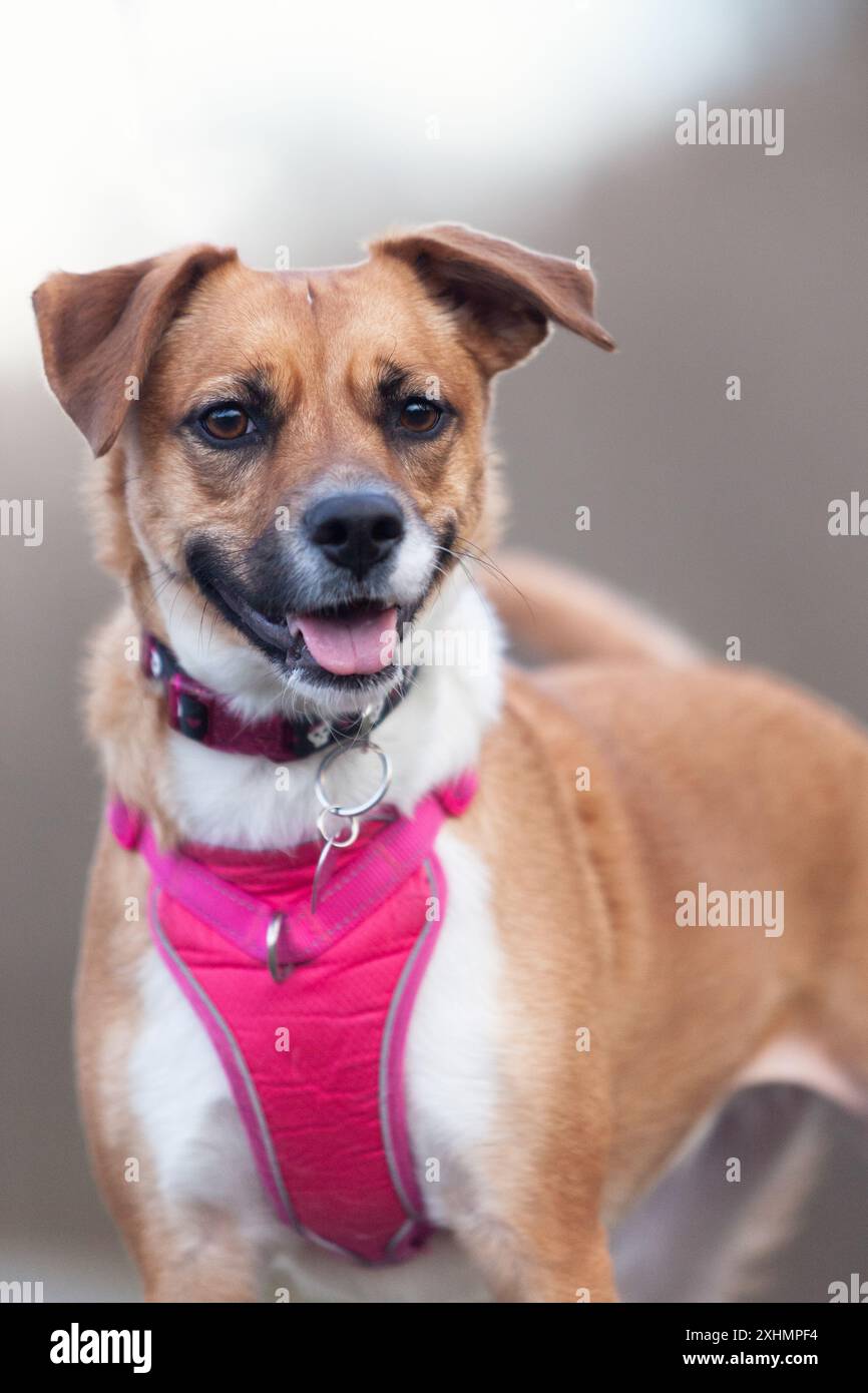 Dog with pink harness hi-res stock photography and images - Alamy